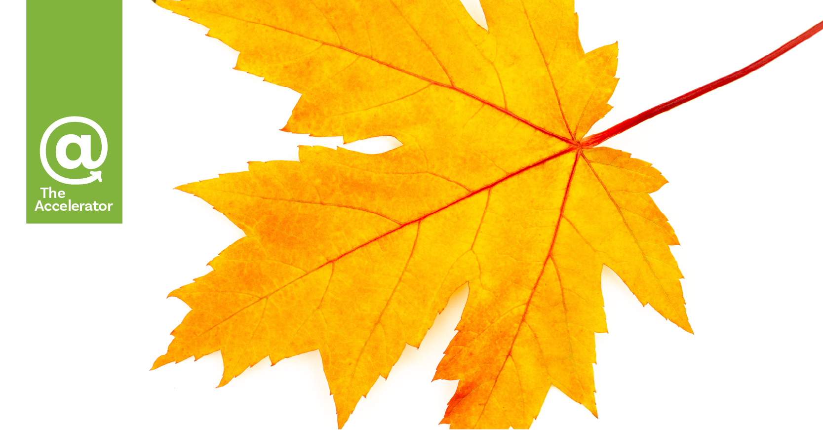 Why Do We Love Fall? - Seed Strategy